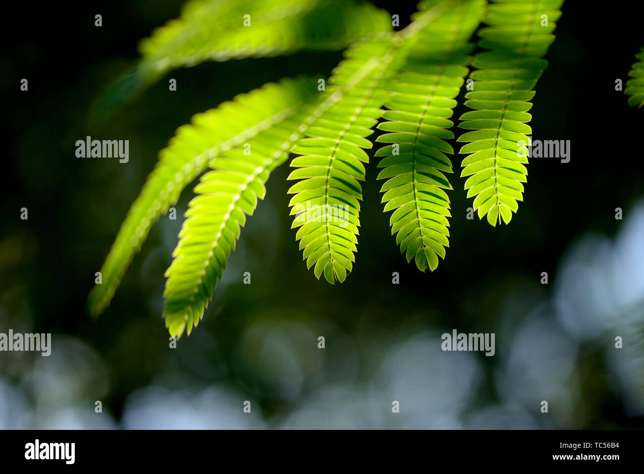 Sequoia leaves in the sun Stock Photo - Alamy