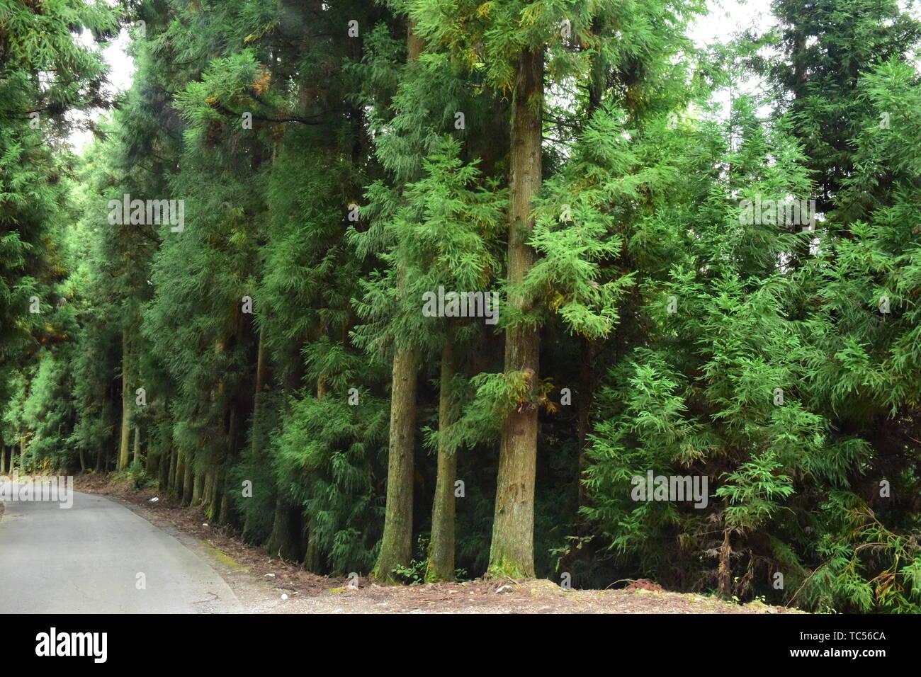 Forest park landscape Stock Photo - Alamy
