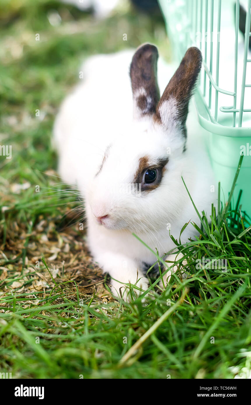 Cute Adult white rabbit bunny with black ear and rings around its eyes ...