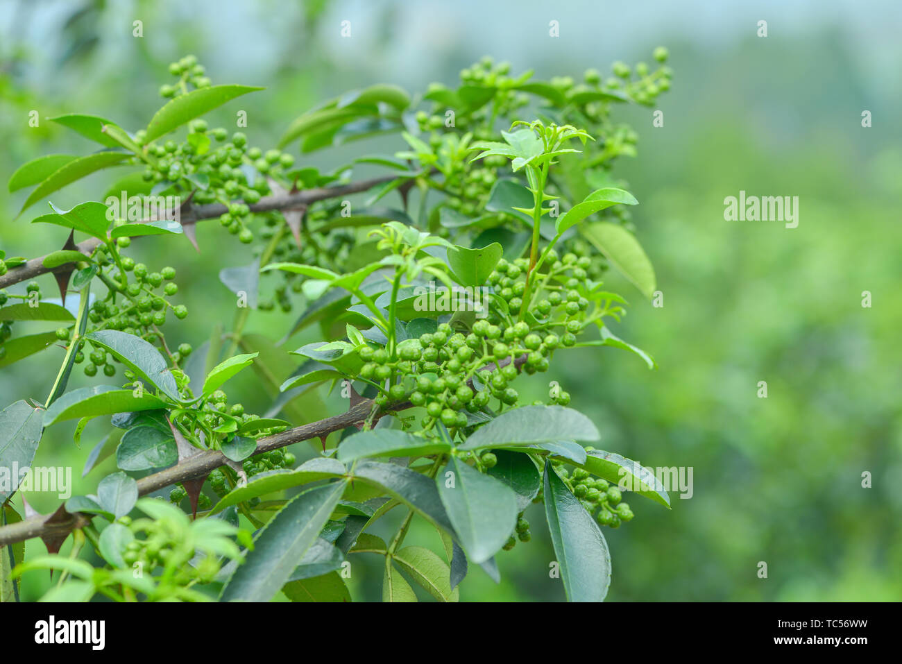 Pepper rattan pepper branch close-up HD large picture Stock Photo - Alamy