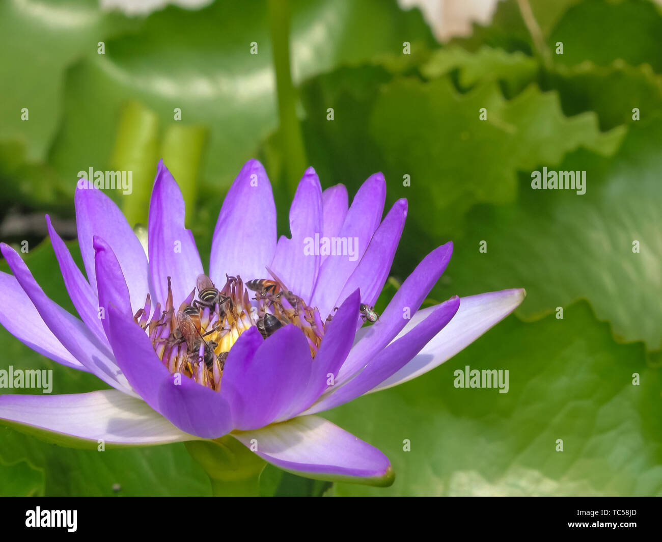 Close-up of purple lotus flower with several bees flying and ...