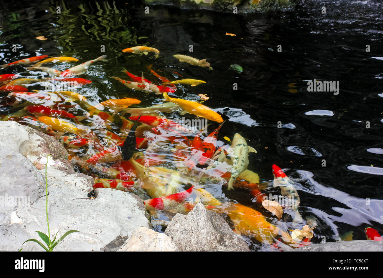 Colorful carp fish or koi fish swimming inside a pond of water Stock ...