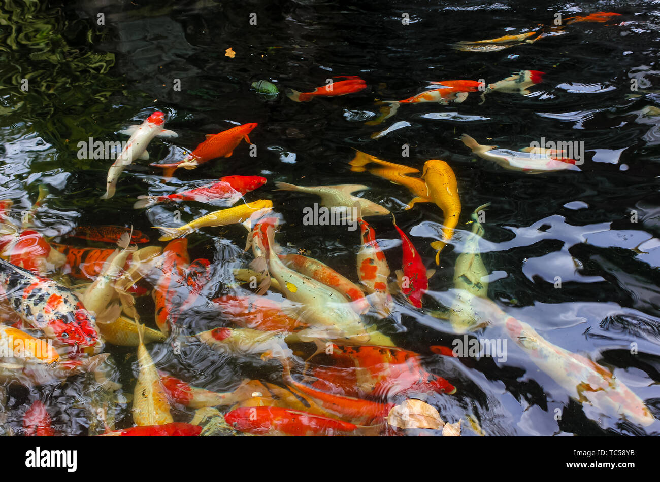 Colorful carp fish or koi fish swimming inside a pond of water Stock ...