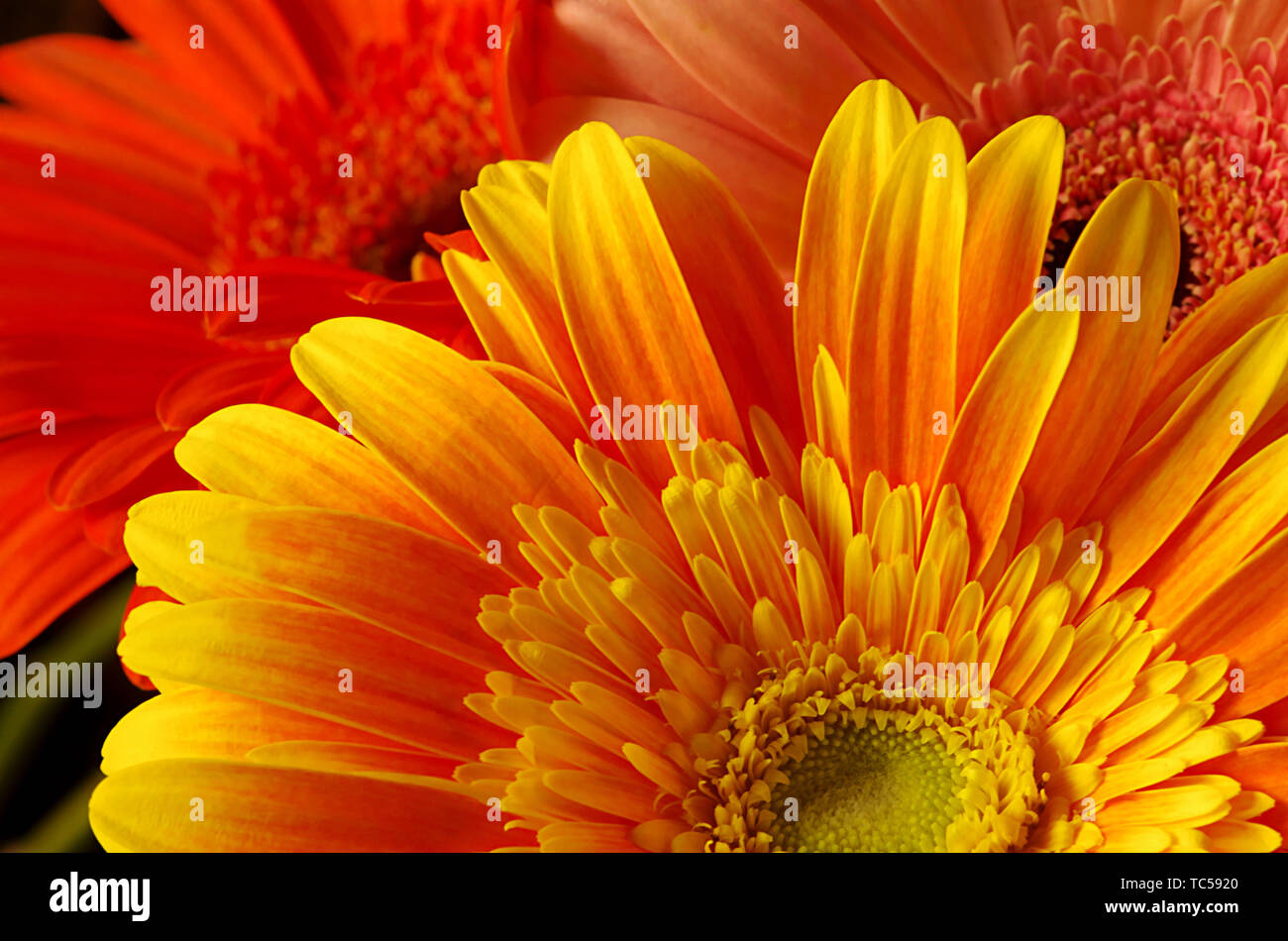 Gerber flowers hi-res stock photography and images - Alamy