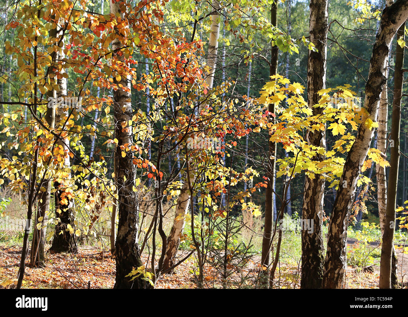 Branches of beautiful bright autumn trees Stock Photo - Alamy