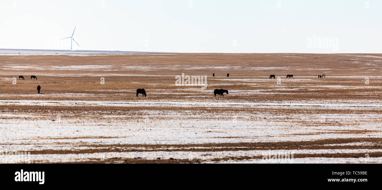 Hailar prairie tribe Stock Photo - Alamy
