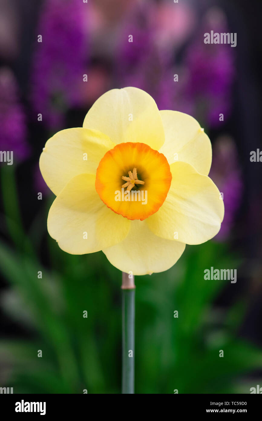 Daffodil fire blade hi-res stock photography and images - Alamy