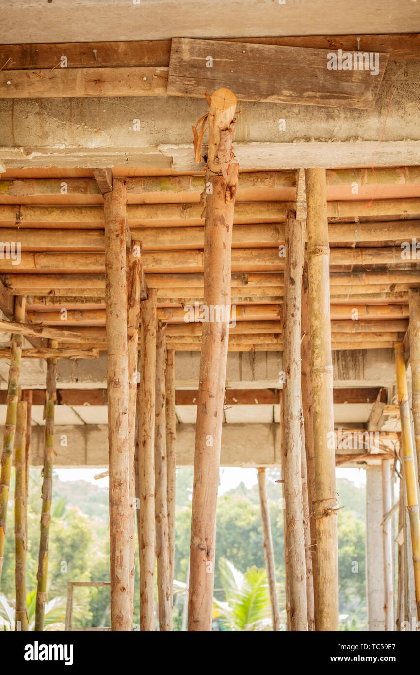 Eucalyptus tree trunk section hi-res stock photography and images - Alamy