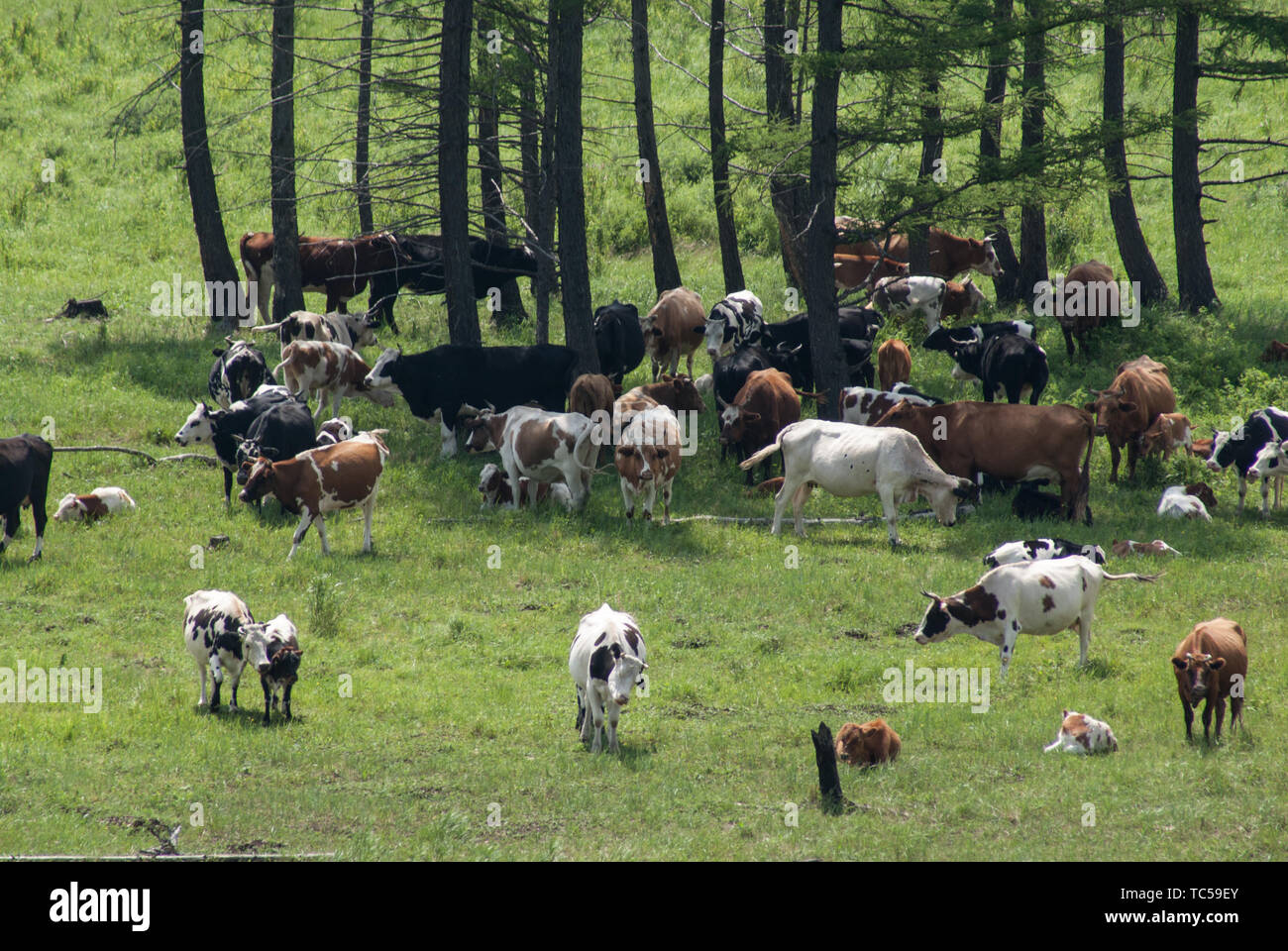Natural grazing cows Stock Photo - Alamy