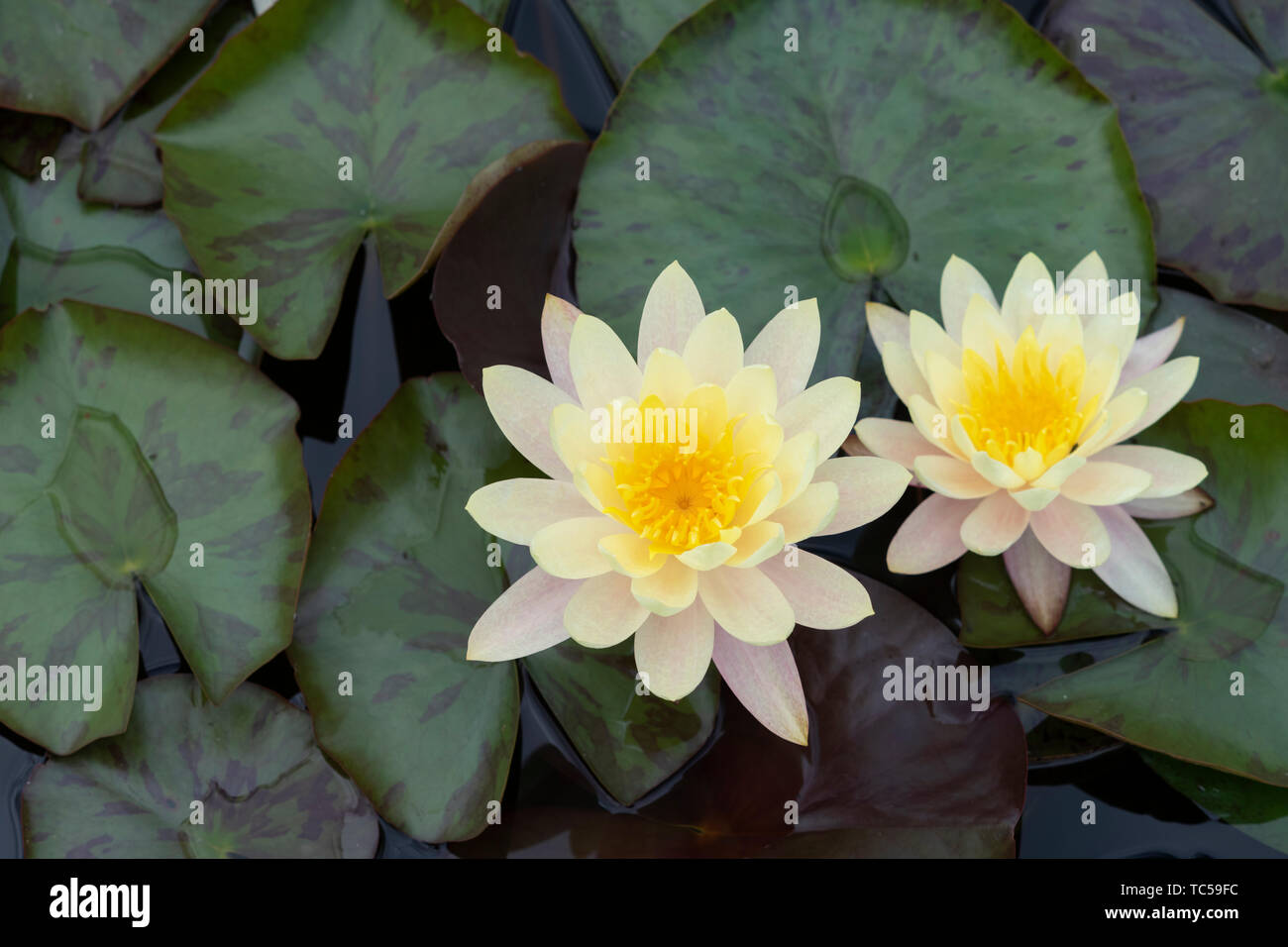Light stamens hi-res stock photography and images - Alamy