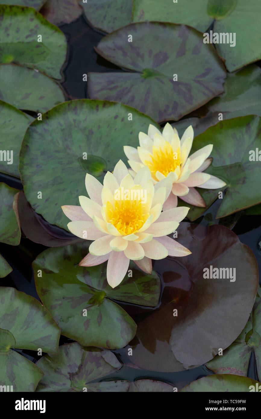 Nymphaea ‘Inner Light’. Waterlily ‘Inner Light’ on a pond. UK Stock ...