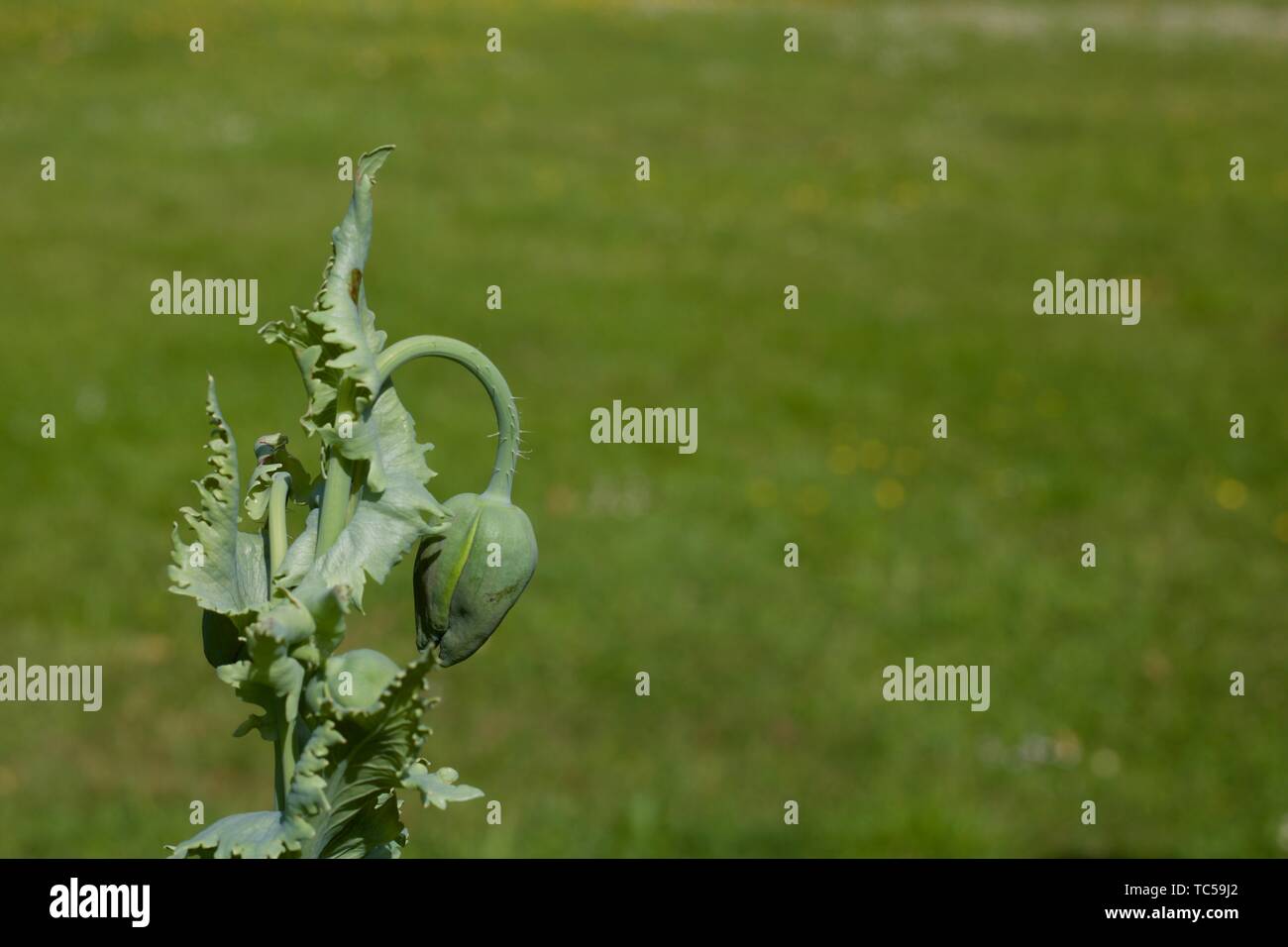 Droopy plant hi-res stock photography and images - Alamy