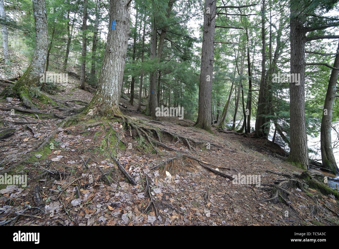 Wide angle shot of trees with prominent roots on a leaf-littered forest ...