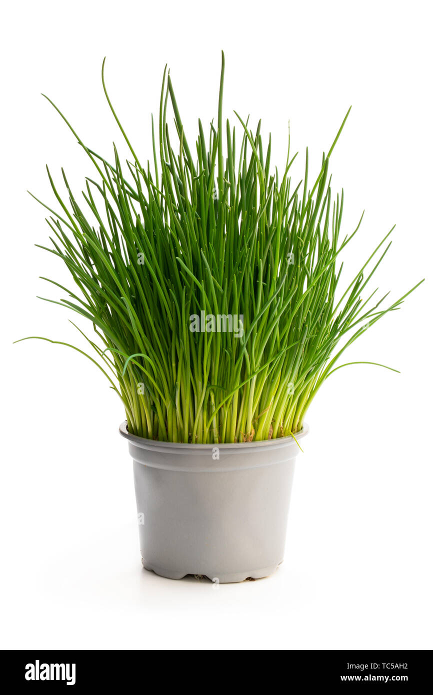 Chives plant in pot isolated on white Stock Photo - Alamy
