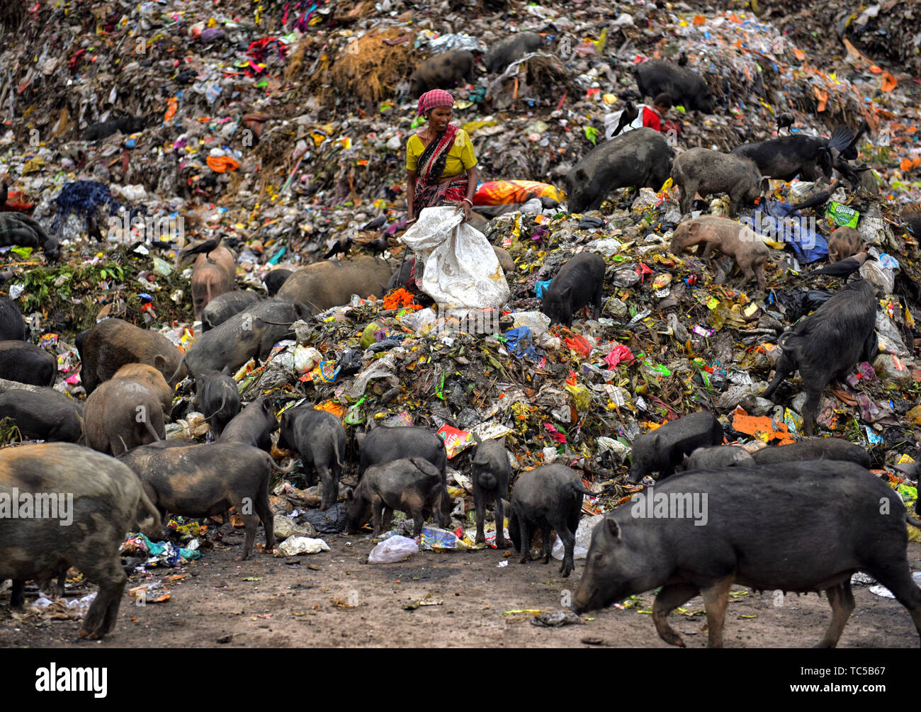 Pigs feed at dump yard on world Environment day. World Environment day ...