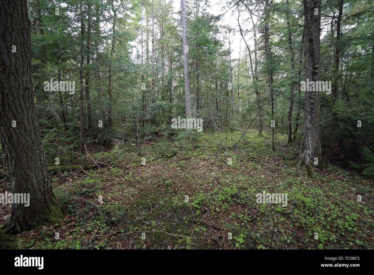 Forest opening in springtime with new leaves coming in Stock Photo - Alamy