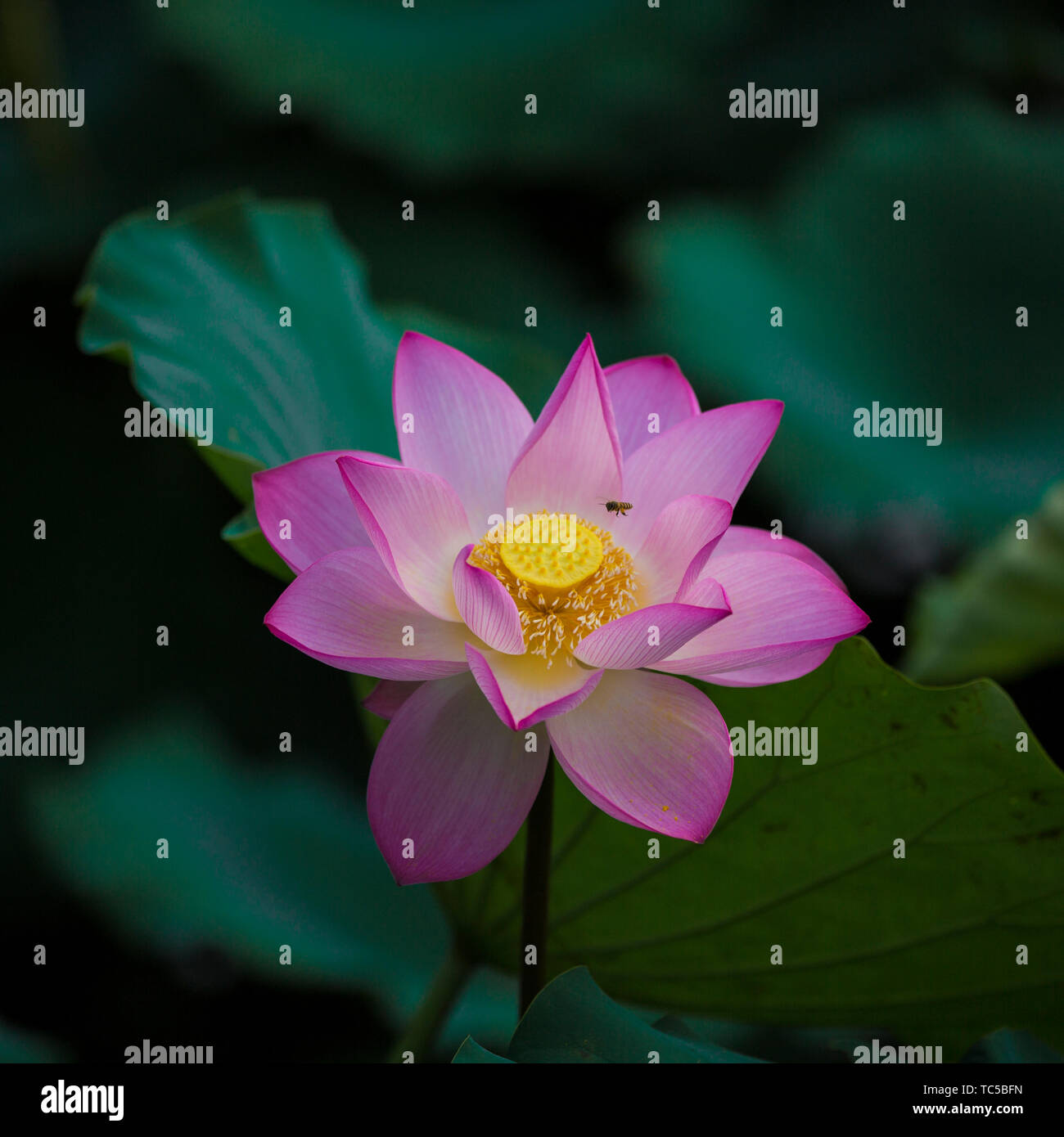 Foreign lotus genus hi-res stock photography and images - Alamy