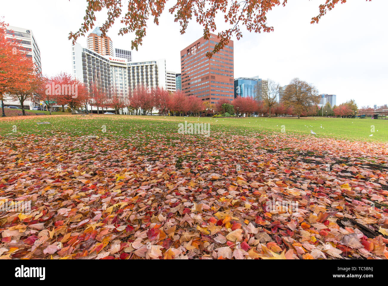 park with cityscape and skyline in portland Stock Photo - Alamy