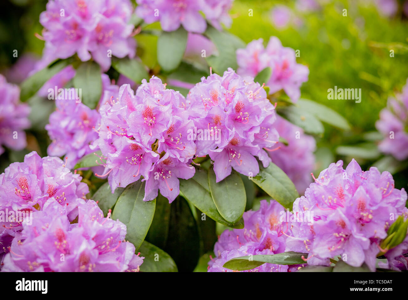 Pink azalea background. Pink azalea background.rhododendrons in flower ...