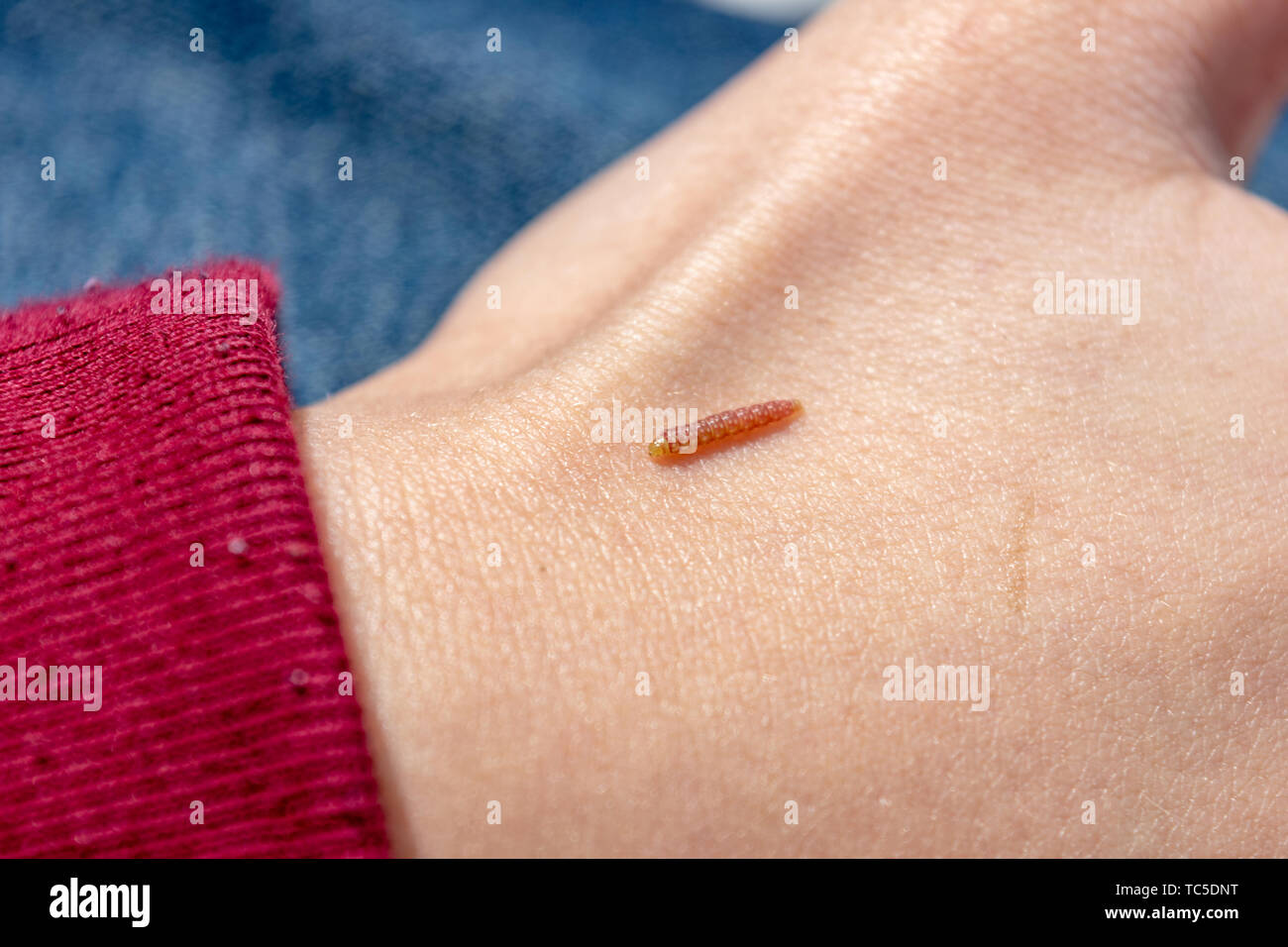A tiny pink worm or caterpillar with pale yellow dots crawls along a human's hand Stock Photo ...