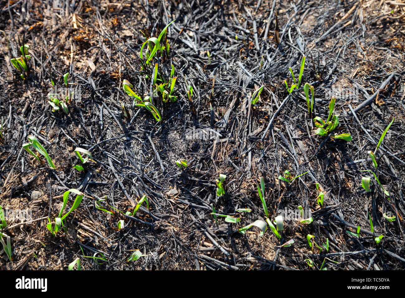 Blasted field after a fire. Green grass grows on a burnt field. Spring ...