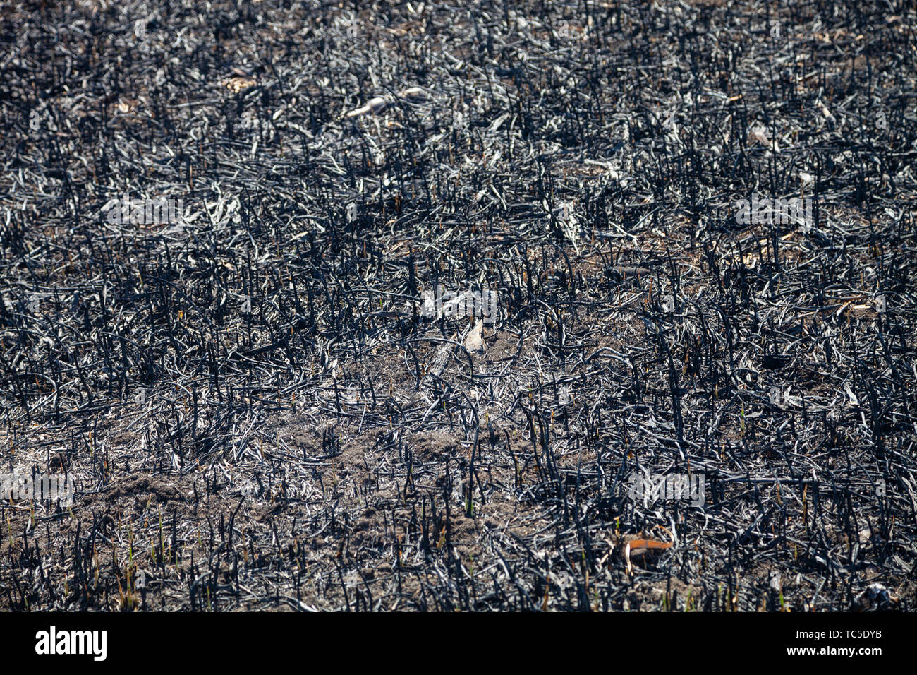 Blasted field after a fire. Green grass grows on a burnt field. Spring ...