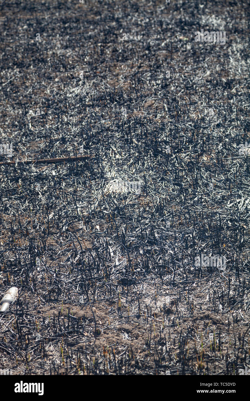 Blasted field after a fire. Green grass grows on a burnt field. Spring ...