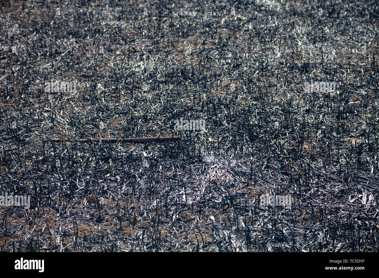 Burnt grass texture burn straw hi-res stock photography and images - Alamy