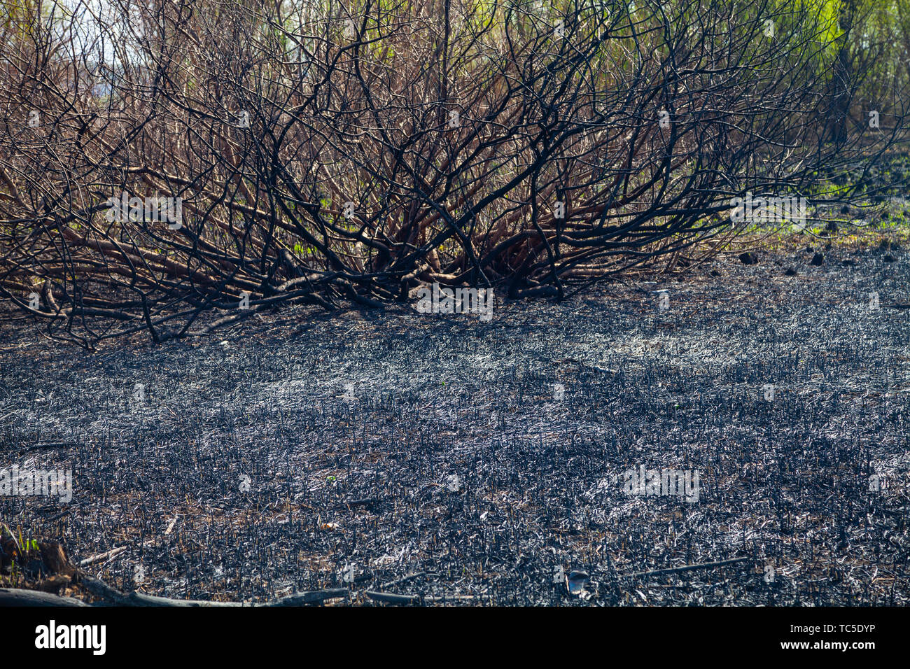 Blasted field after a fire. Green grass grows on a burnt field. Spring ...