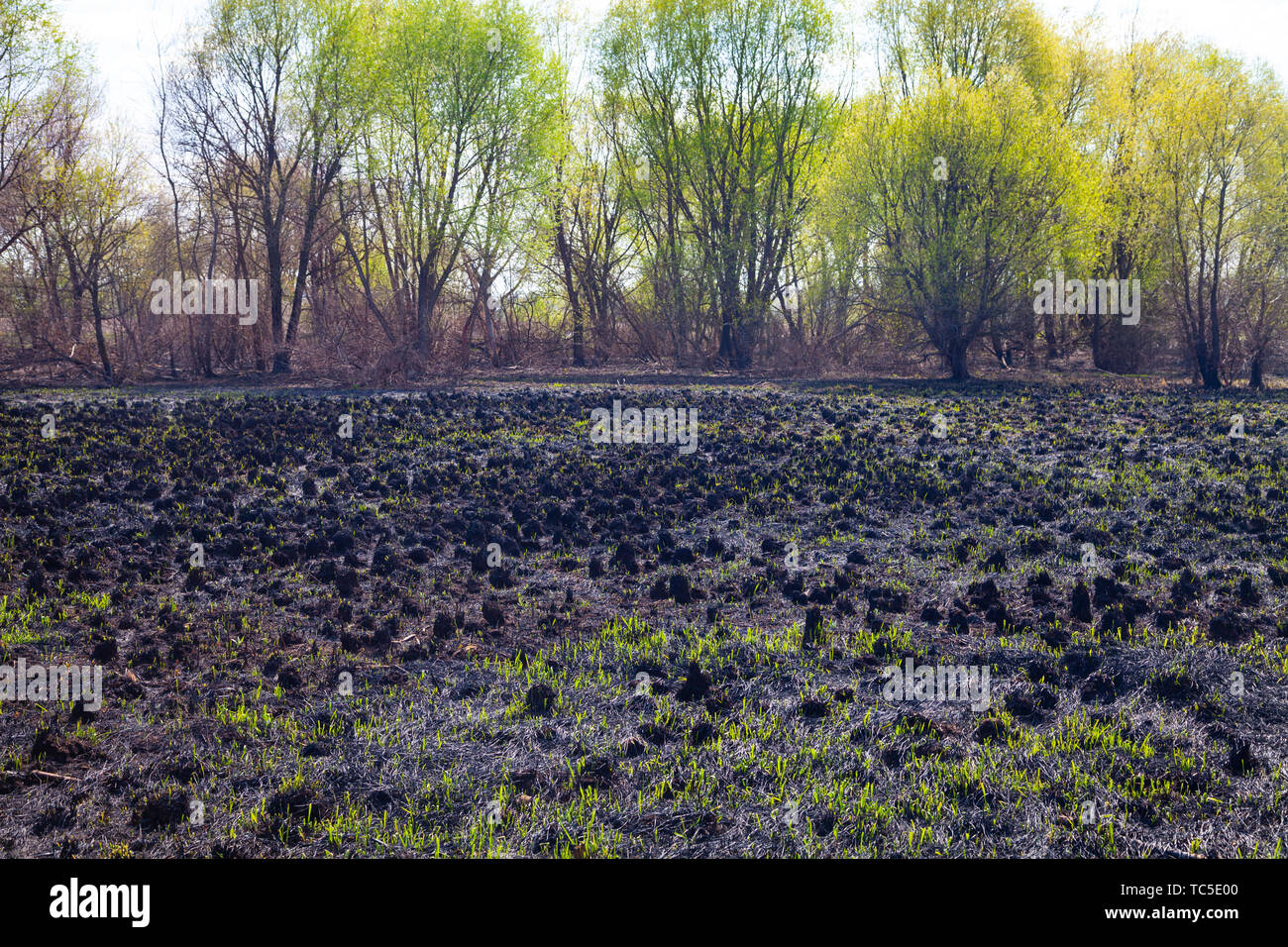 Blasted field after a fire. Green grass grows on a burnt field. Spring ...