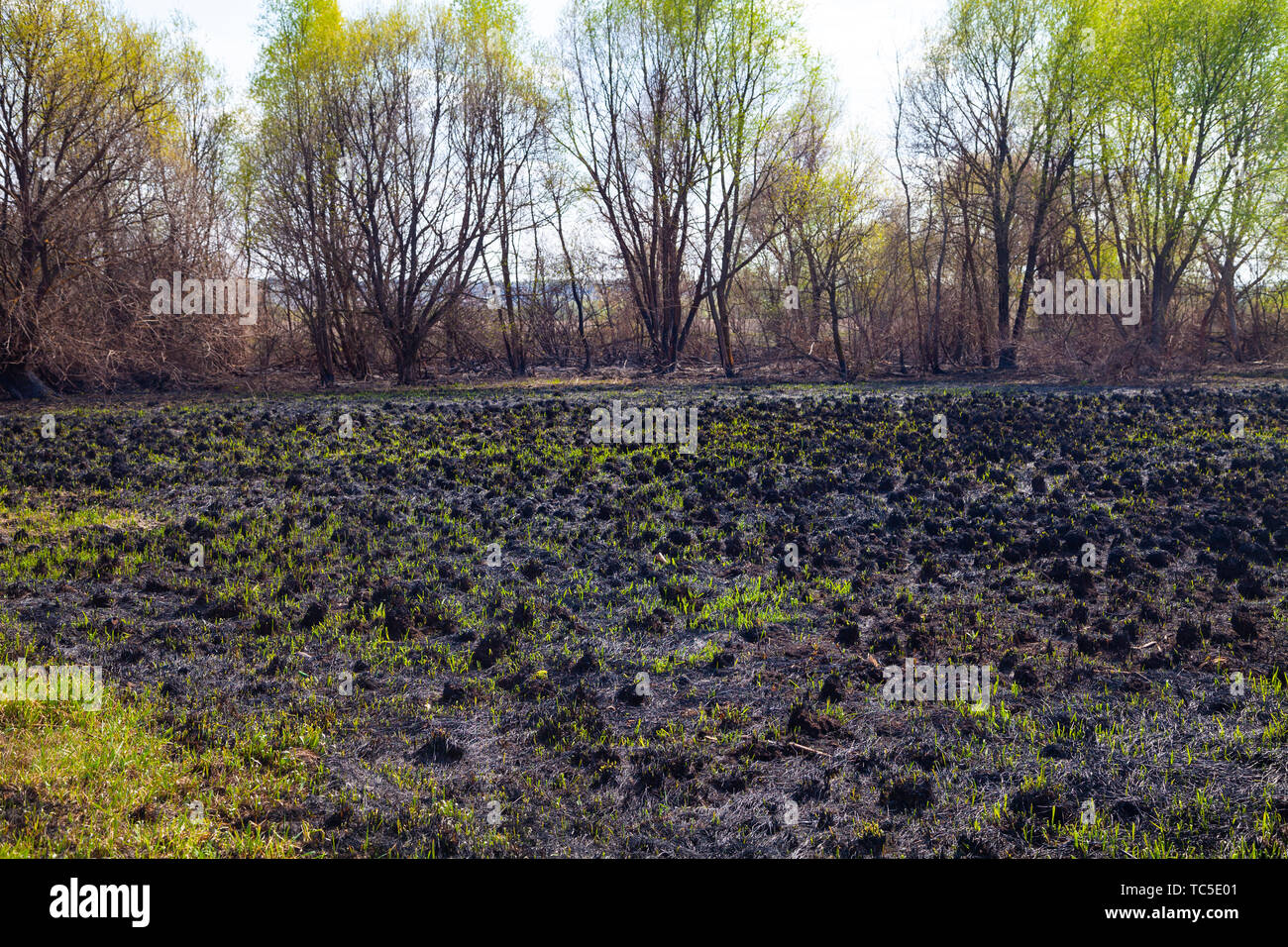 Blasted field after a fire. Green grass grows on a burnt field. Spring ...