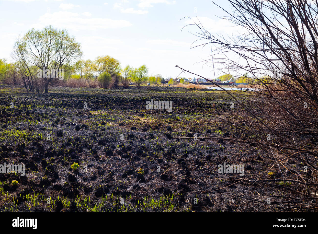 Blasted field after a fire. Green grass grows on a burnt field. Spring ...