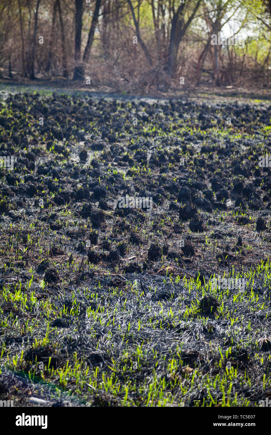 Blasted field after a fire. Green grass grows on a burnt field. Spring ...