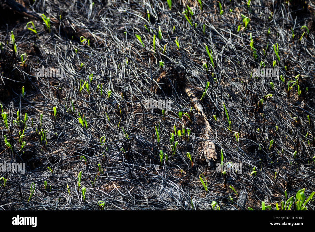 Burnt grass texture burn straw hi-res stock photography and images - Alamy