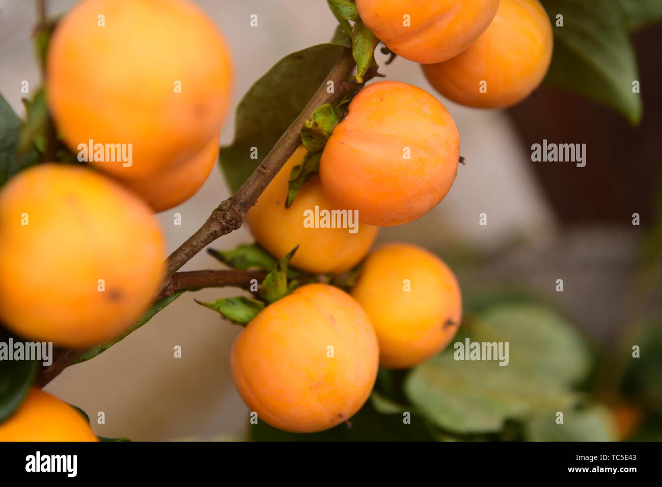 Rhubarb persimmon hi-res stock photography and images - Alamy