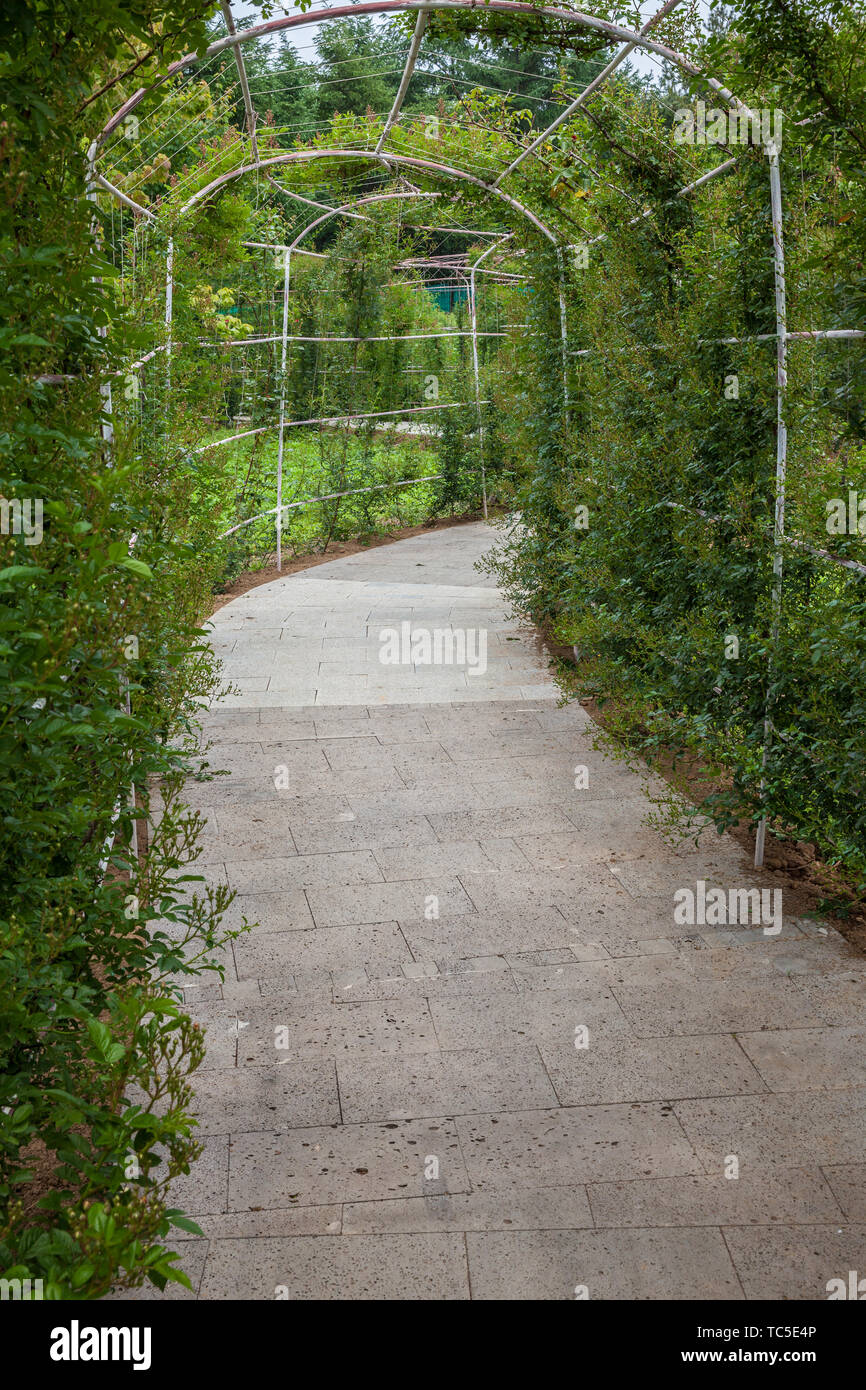 Rose Rose shed path Stock Photo - Alamy