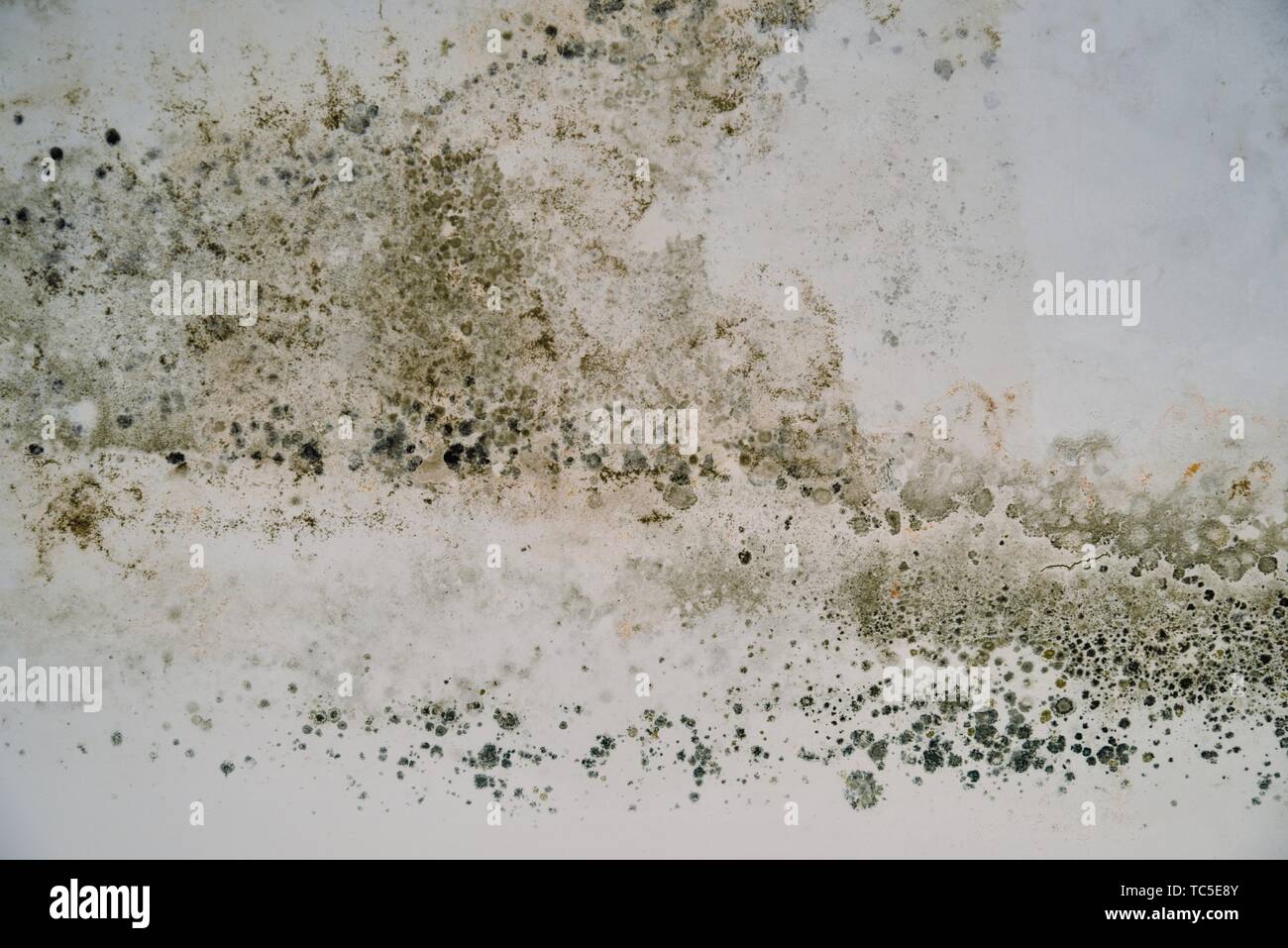 Mouldy room hi-res stock photography and images - Alamy