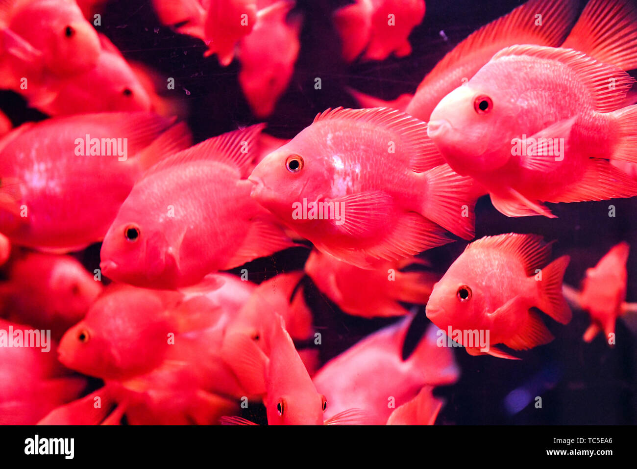 A rich fish Stock Photo - Alamy