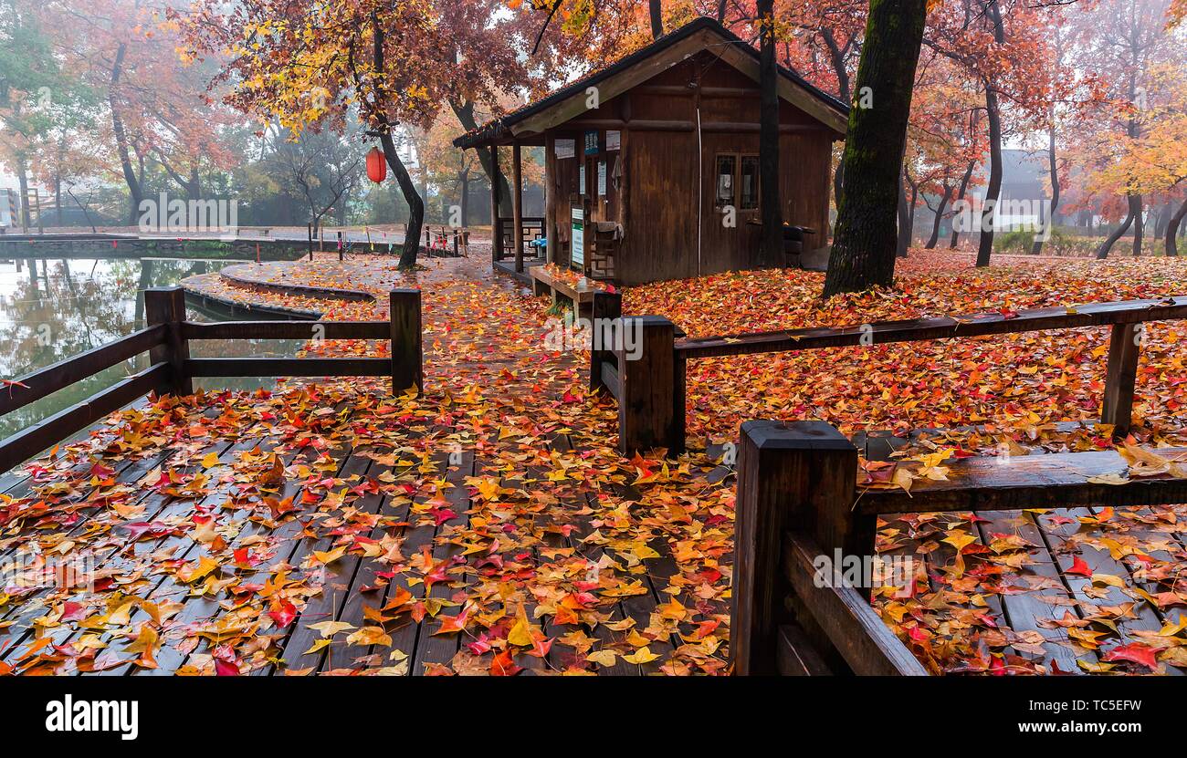 Suzhou garden Tianping Mountain red maple Stock Photo - Alamy