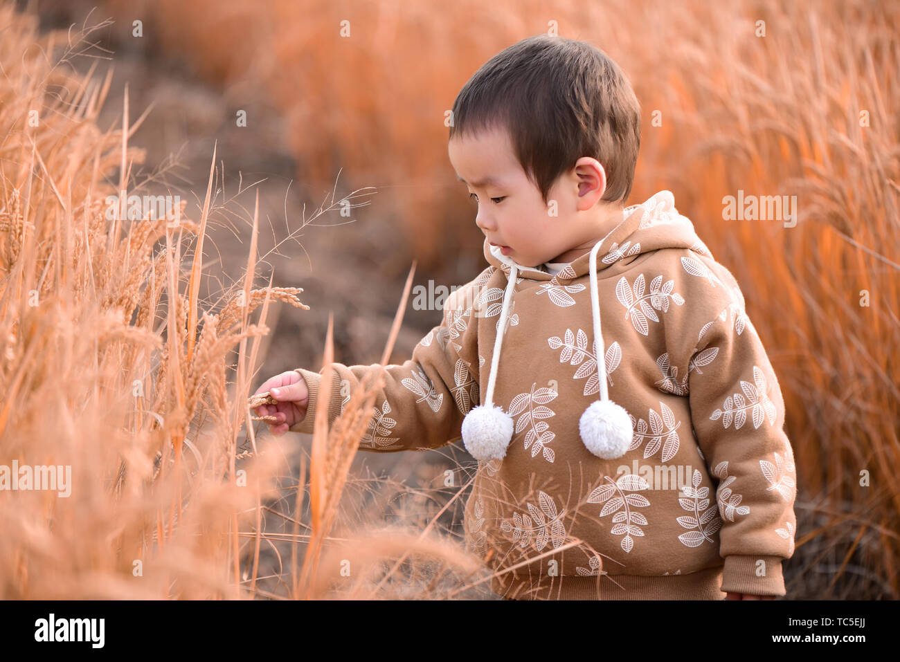 A happy, curious little boy in a rice field Stock Photo - Alamy