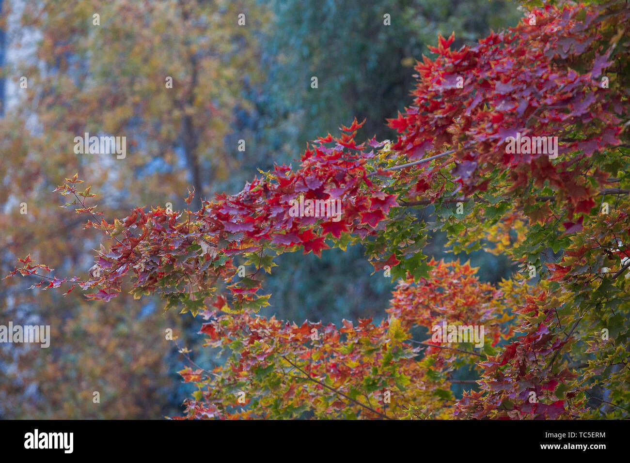 Beautiful outdoor grain planting model hi-res stock photography and ...