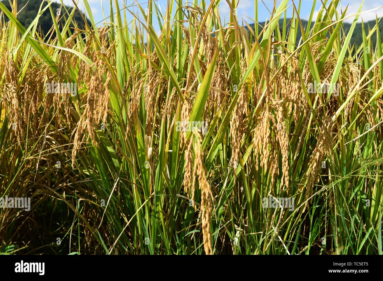 Spike of rice Stock Photo - Alamy