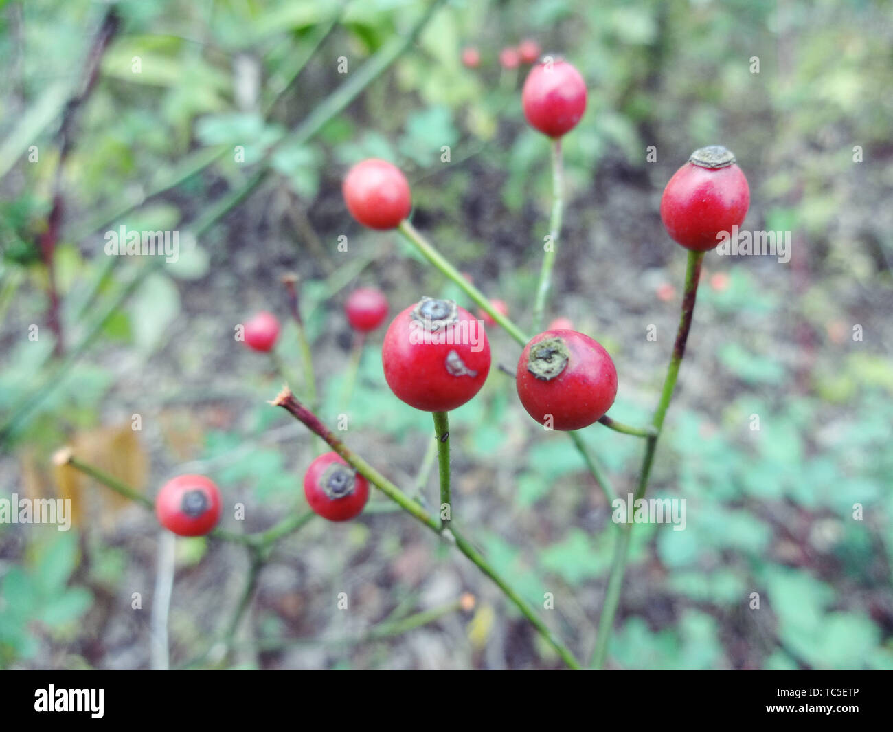 Fruit of wild roses Stock Photo - Alamy