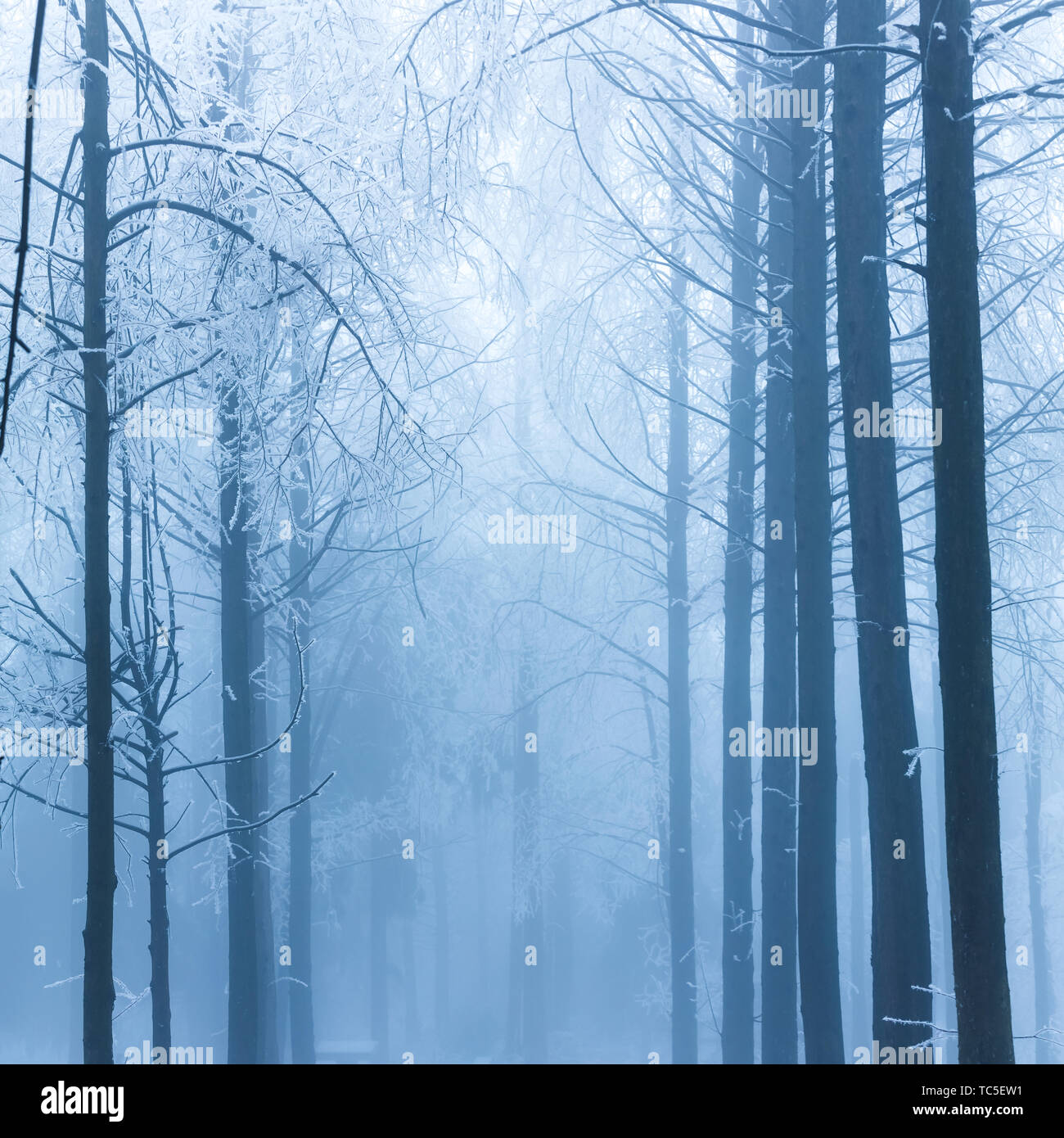 Pine forests covered with ice and rime in winter Stock Photo - Alamy
