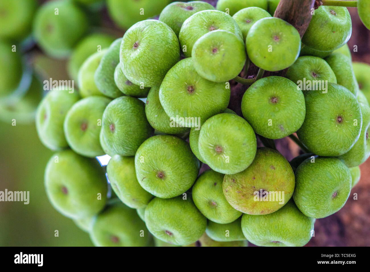 Fruit of banyan tree hi-res stock photography and images - Alamy