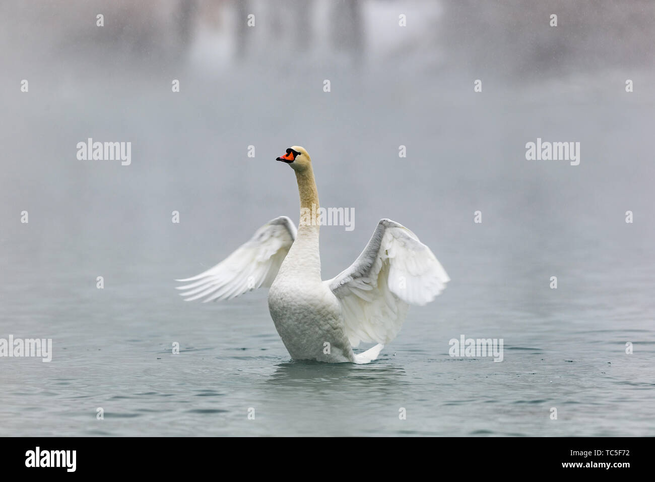A warts-nosed swan swimming in hot springs in Yili, Xinjiang in winter ...