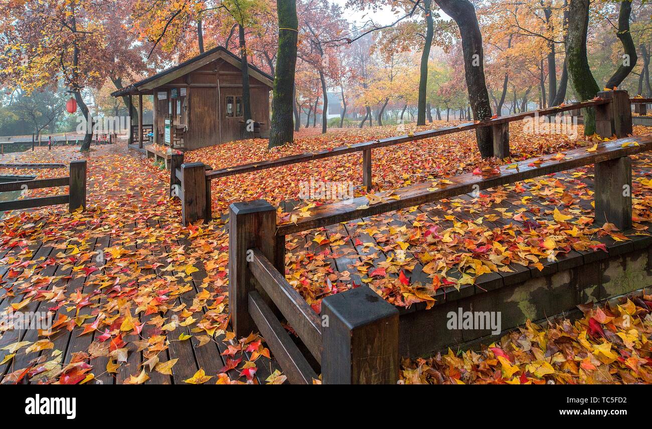 Late autumn season, Suzhou garden, Tianping Mountain, red maple, fog ...