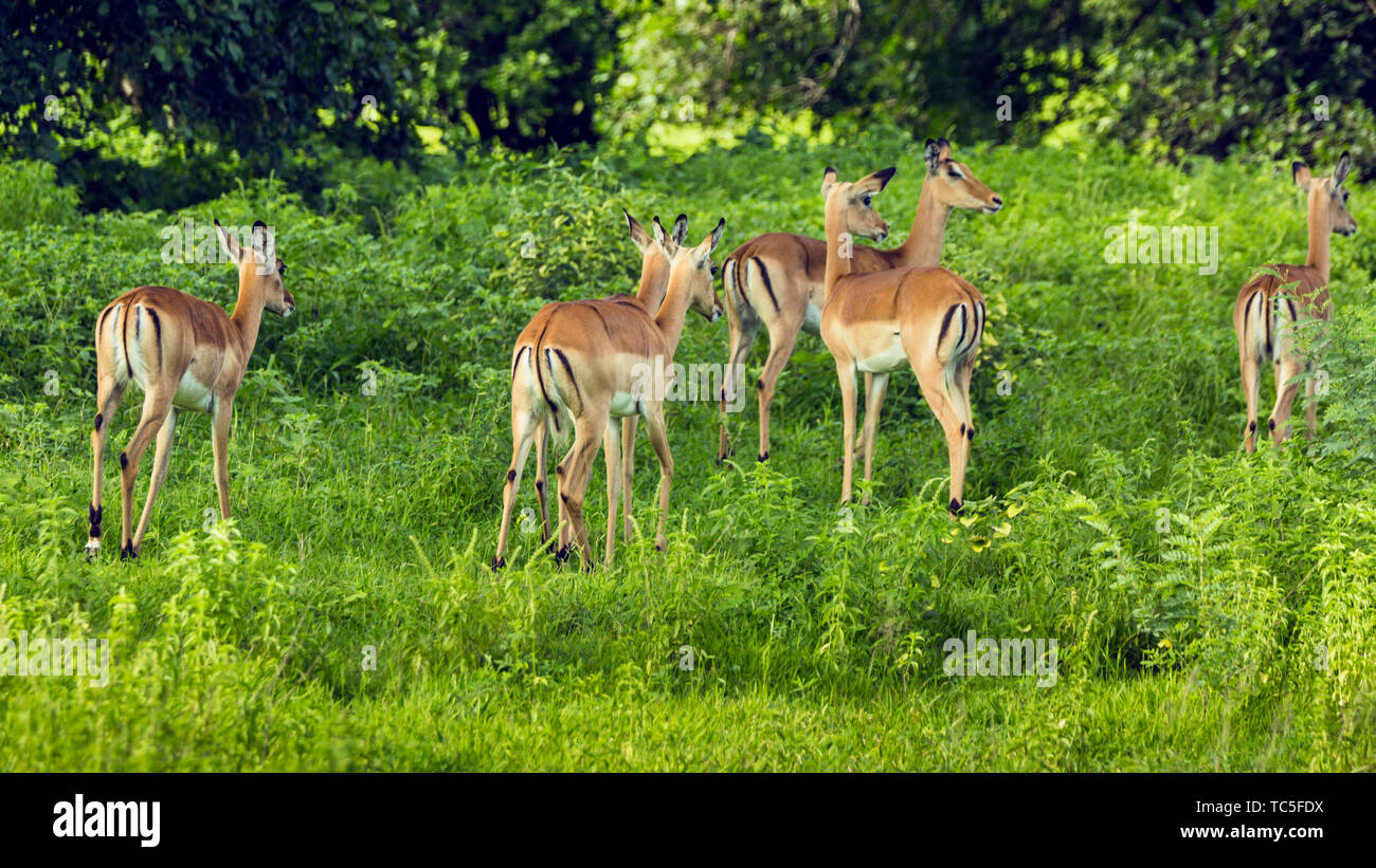 Africa, Zimbabwe, animals, natural primitive, impala, Zambezi Stock ...