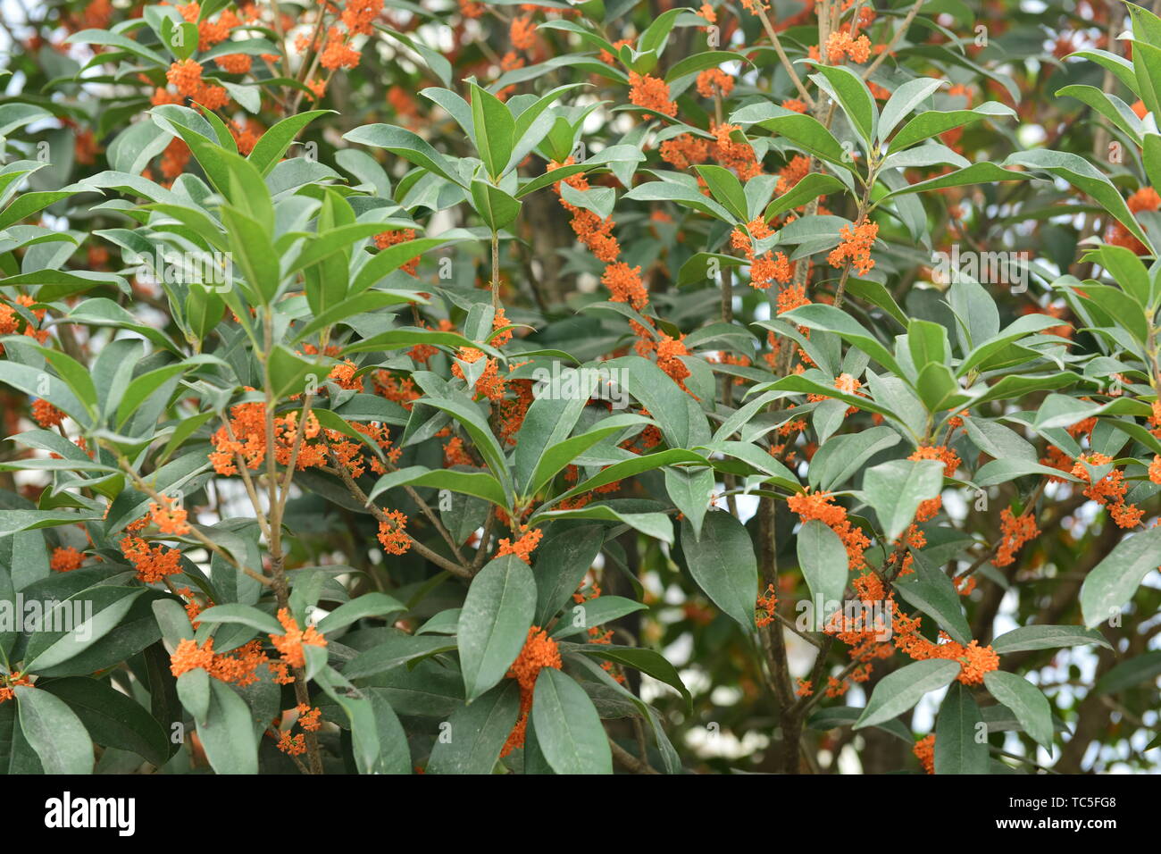 Dangui hi-res stock photography and images - Alamy