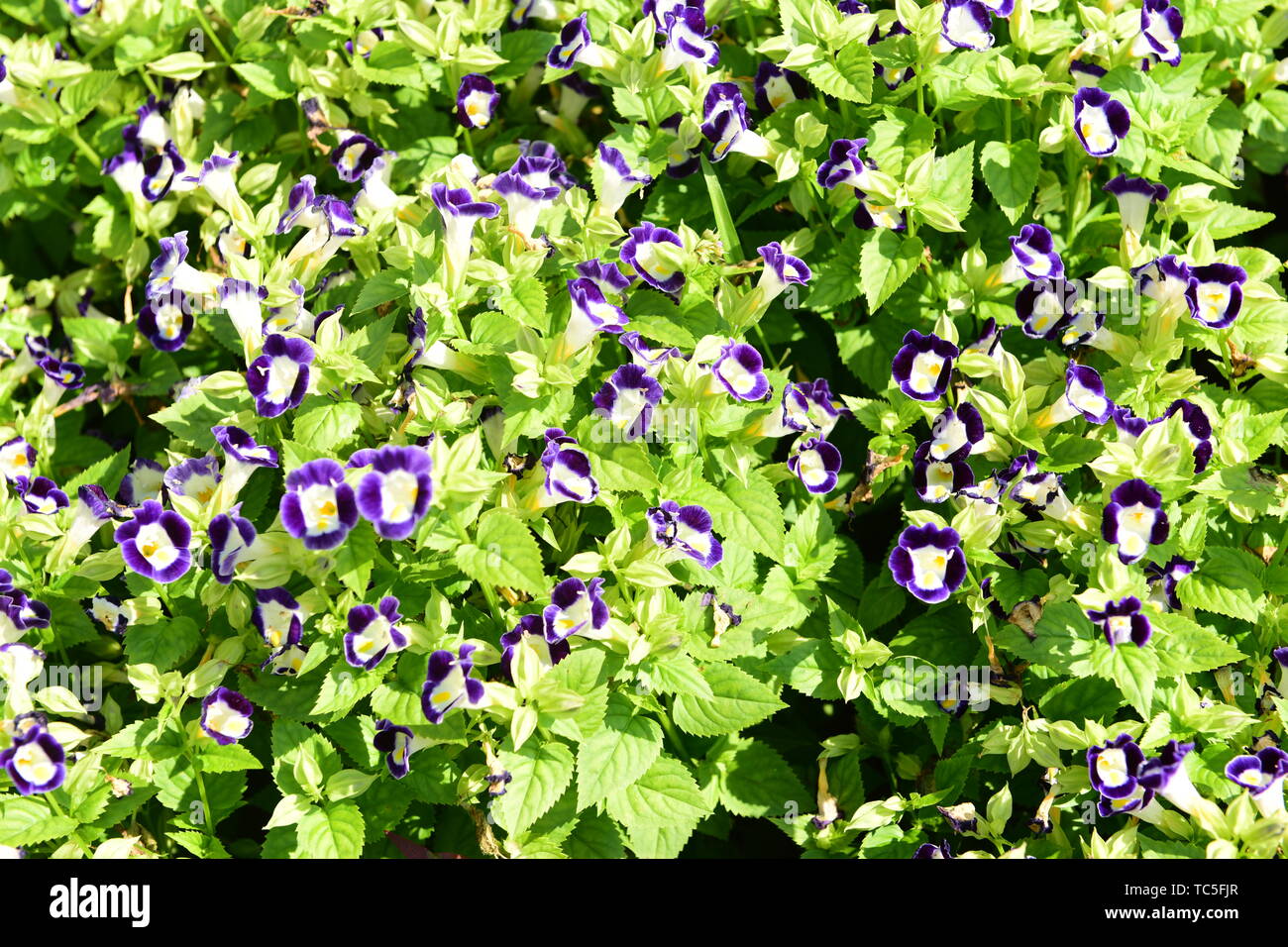 Blue pig's ear floral Stock Photo - Alamy